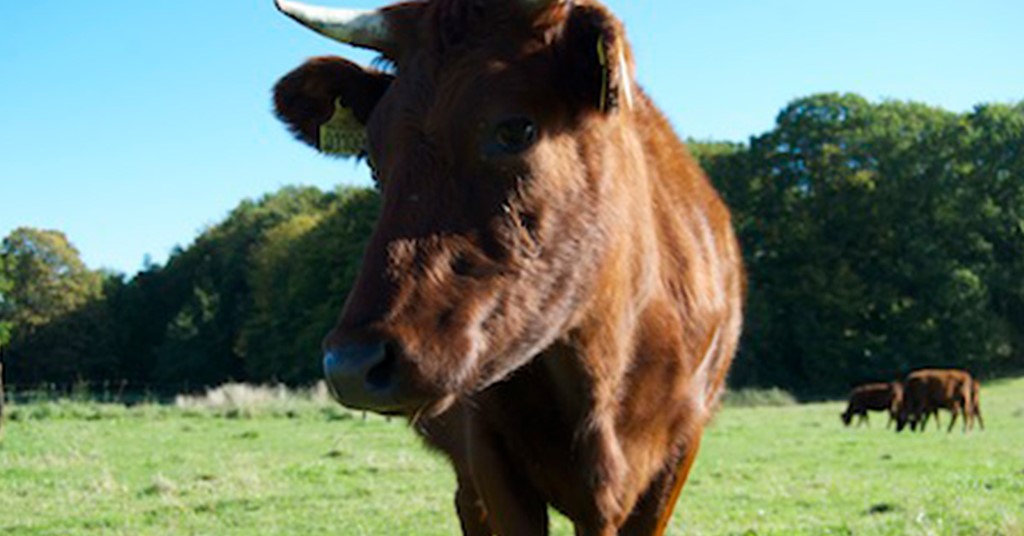 Fra Haver til Maver & Historien bag Årstiderne